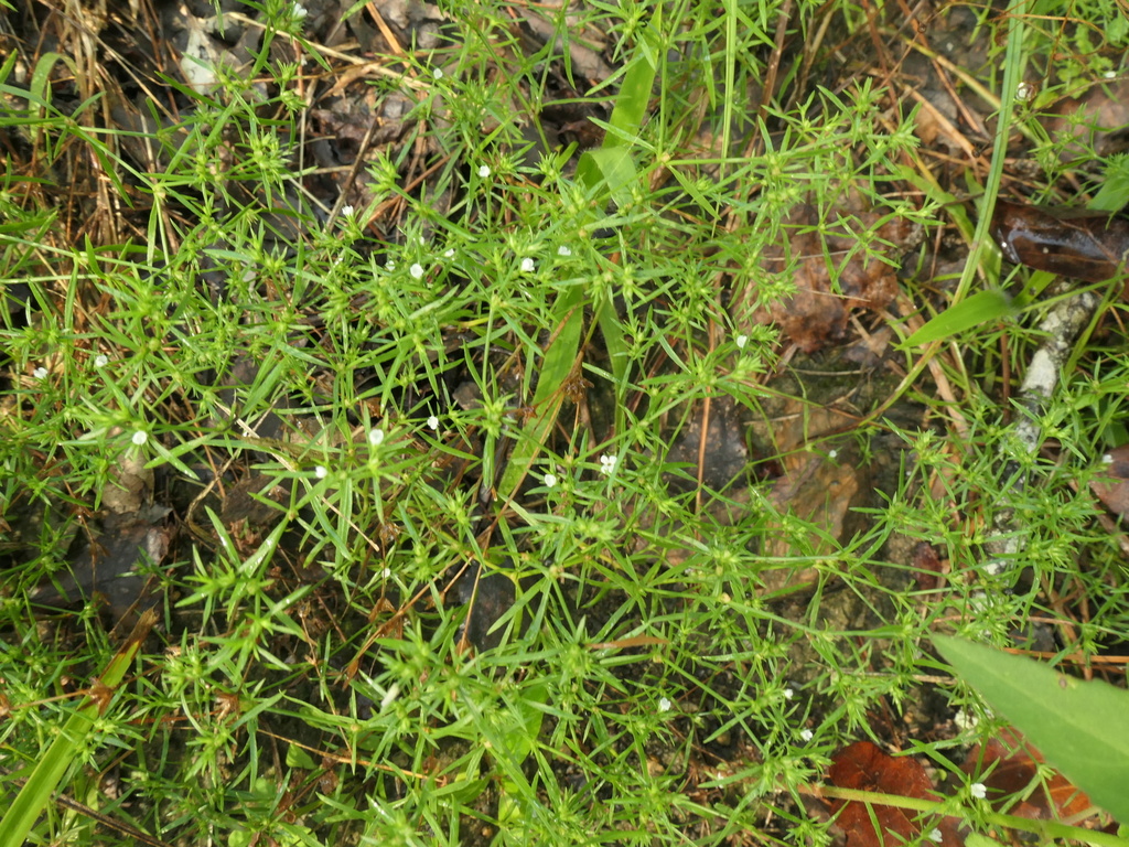 Rust Weed from Hot Springs Village, AR, USA on August 11, 2023 at 09:33 ...