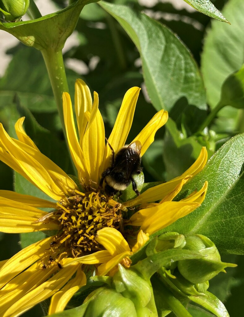 Western Bumble Bee from Douglasdale, Calgary, AB T2Z, Canada on August ...