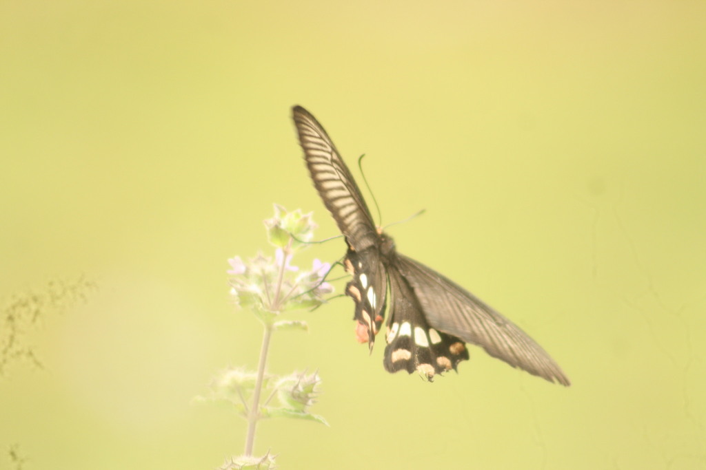Common Rose Swallowtail from Madayi Para, Pazhayangadi, Kerala, India ...
