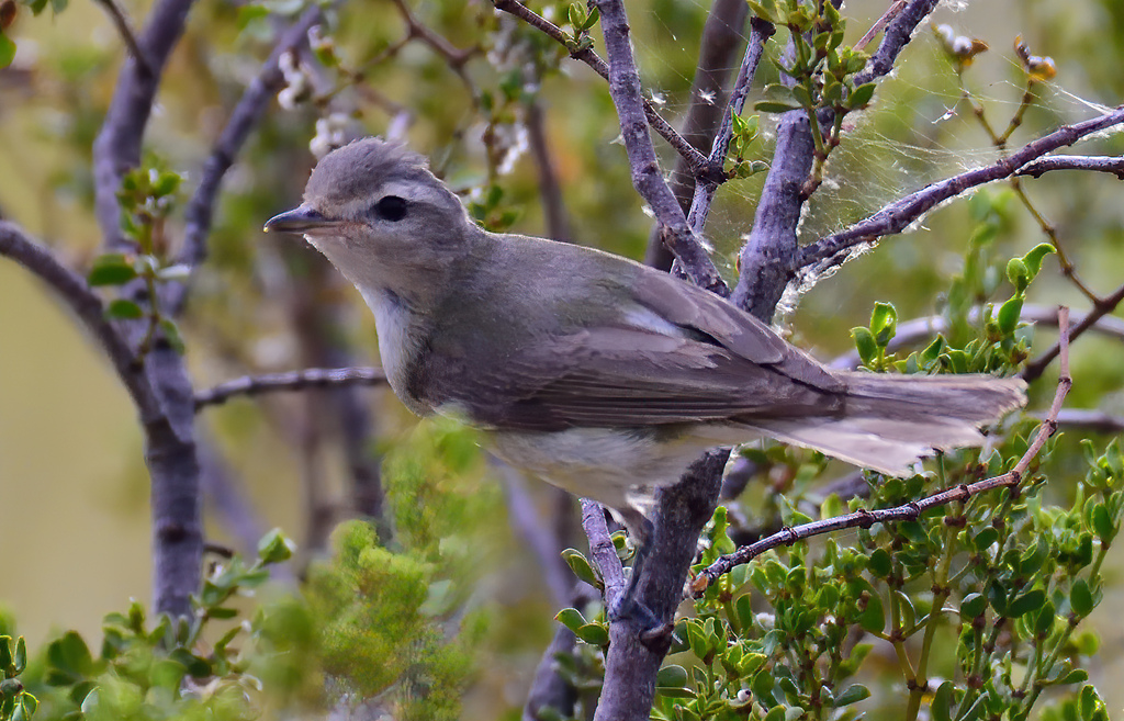 Warbling Vireo from El Paso, TX, USA on August 11, 2023 at 07:28 AM by ...