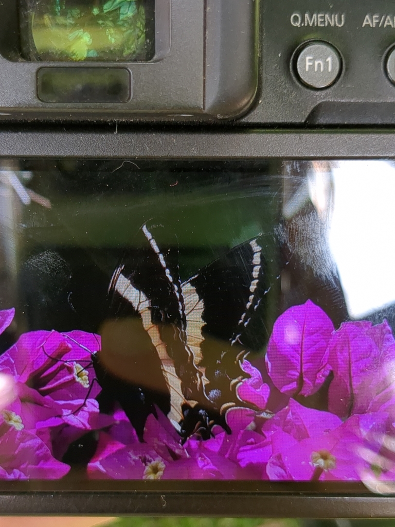 Magnificent Swallowtail from San Nicolás Totolapan, Ciudad de México ...