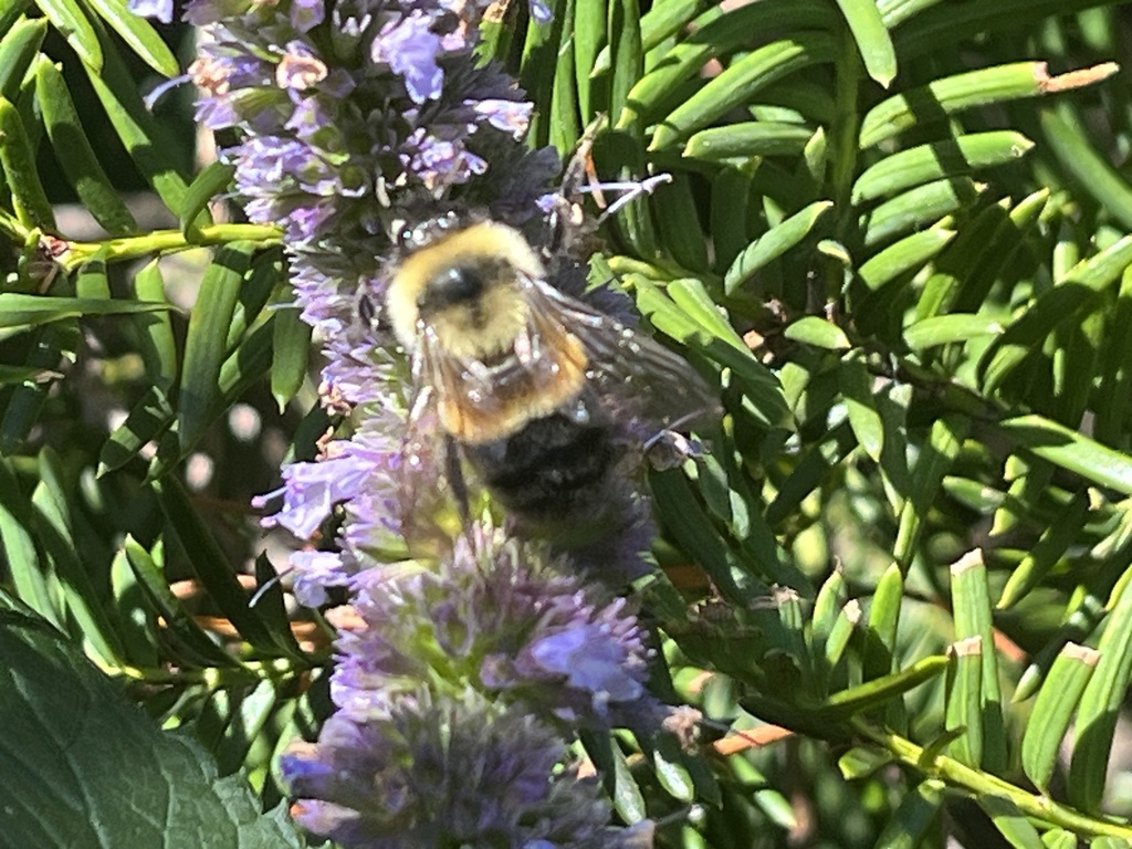 Rusty-patched Bumble Bee in August 2023 by JoeGee · iNaturalist