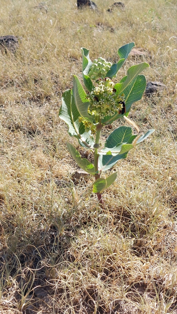broadleaf milkweed from Kenton, OK 73946, USA on August 11, 2023 at 09: ...