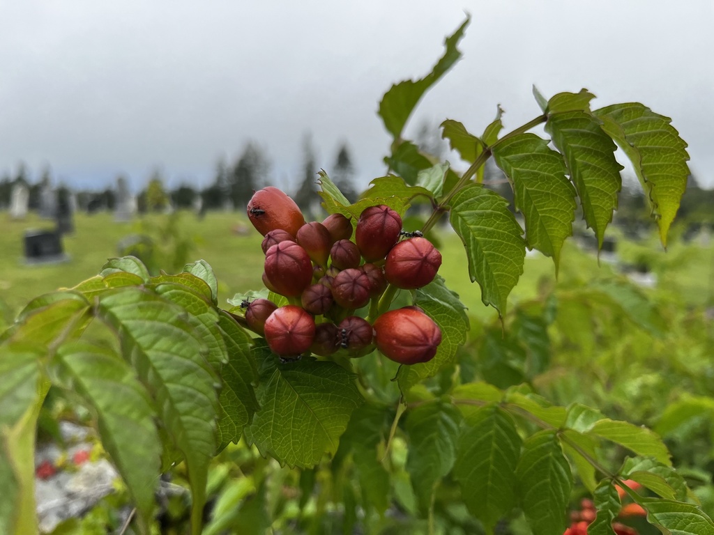 American trumpet vine from Route 335, Argyle, NS, CA on August 11, 2023 ...
