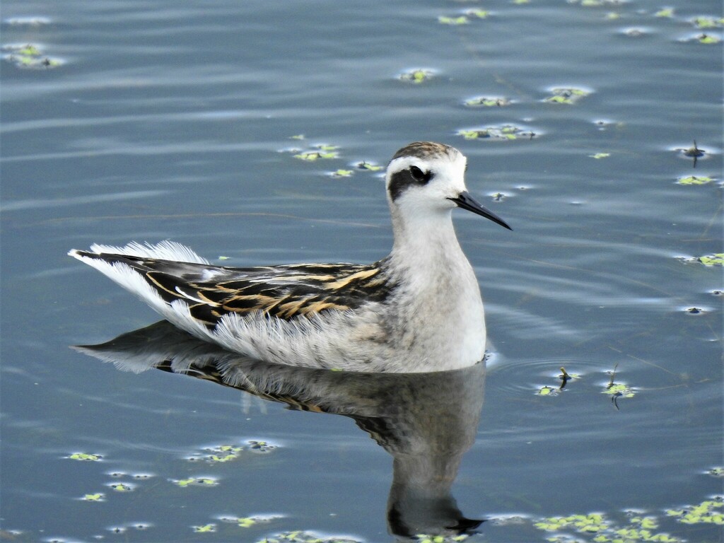 Red-necked Phalarope from Hampton, NB, Canada on August 5, 2023 at 11: ...