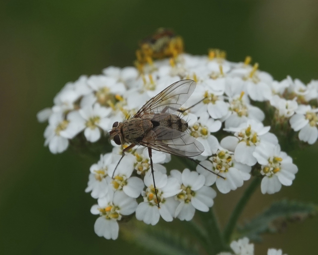 Prosena siberita from 3230 Græsted, Danmark on August 11, 2023 at 04:06 ...