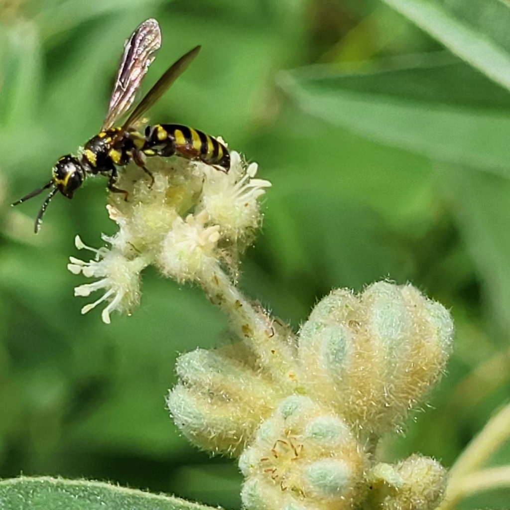 New World Banded Thynnid Wasps from Lafayette Springs, MS 38655, USA on ...