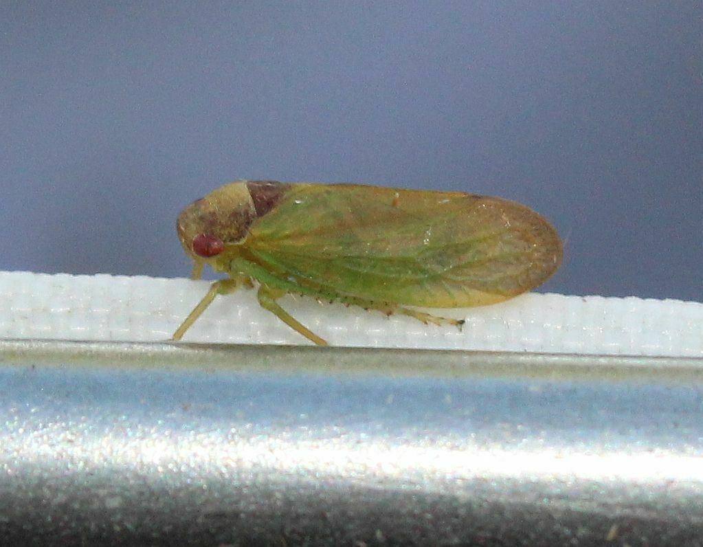 oak leafhopper from Haddington, East Lothian on August 11, 2023 at 07: ...