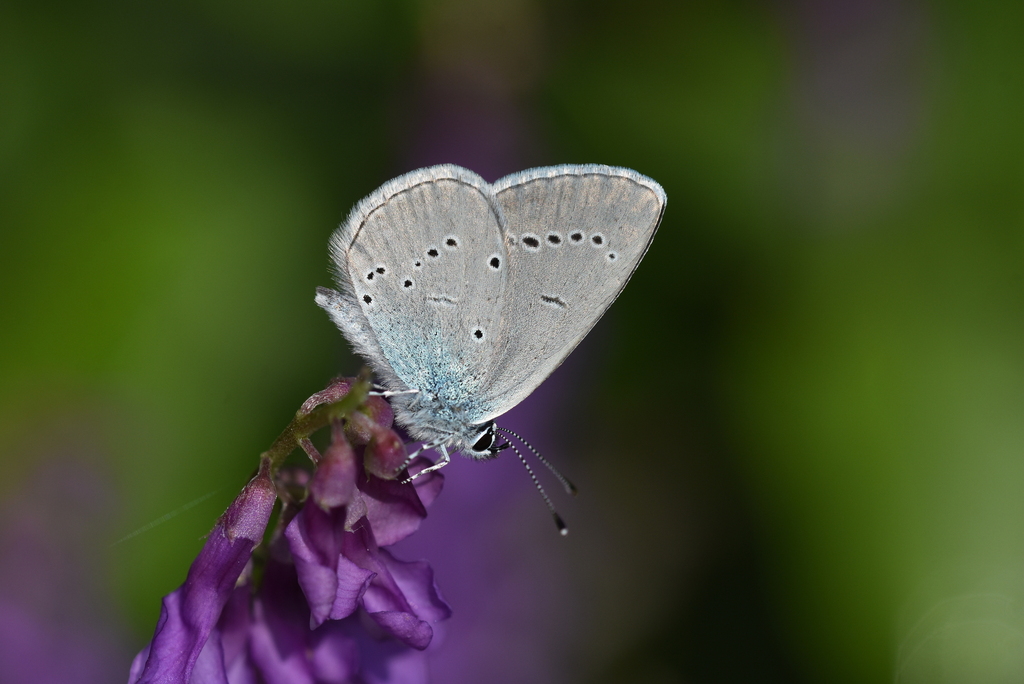 Osiris Blue from Livezile, Rumänien on June 10, 2023 at 08:50 AM by ...