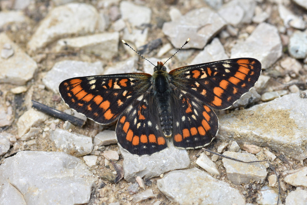 Scarce Fritillary from Livezile, Rumänien on June 10, 2023 at 11:54 AM ...