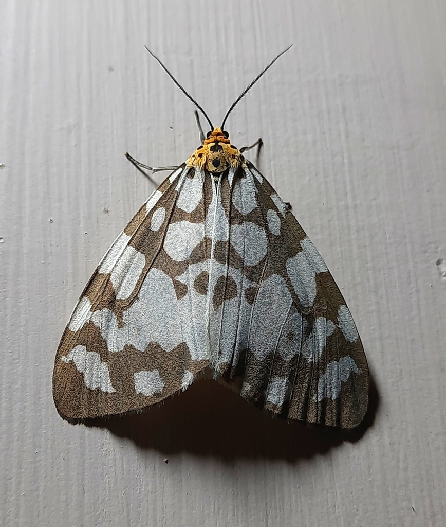 Utetheisa varians from Shillong on August 11, 2023 at 10:30 PM by ...