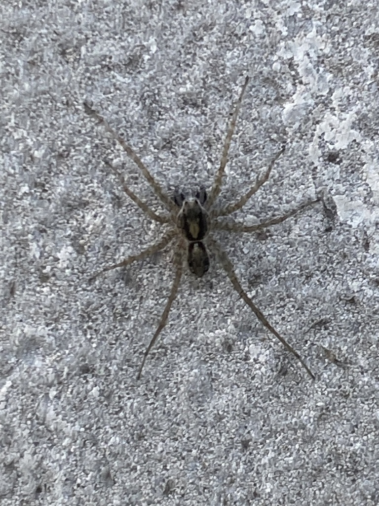 Thin-legged Wolf Spiders from Cabin Creek Rd, Piketon, OH, US on August ...