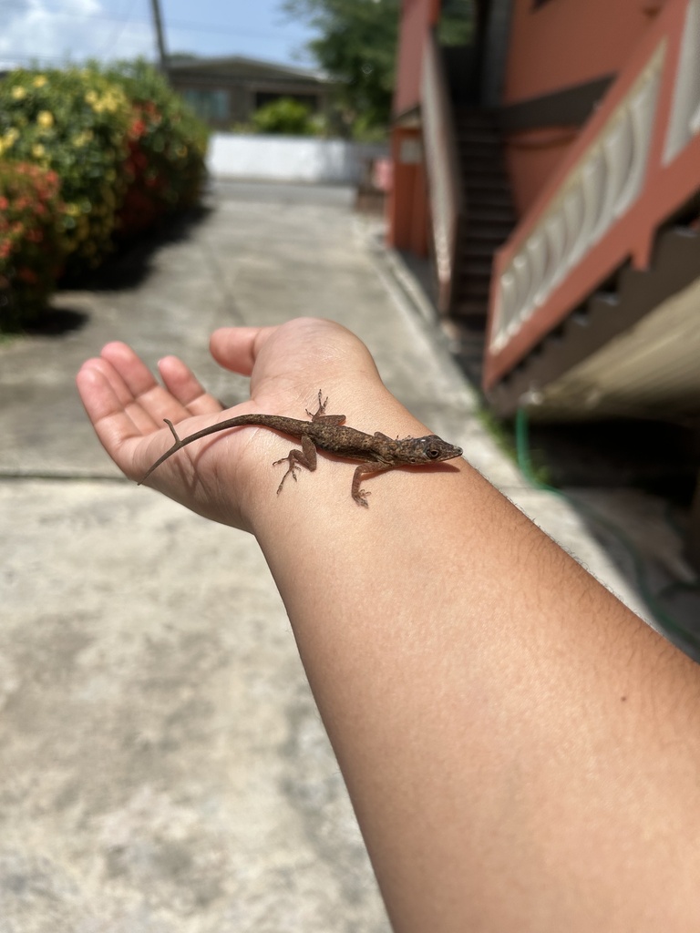 Bronze Anole from Trinidad, Port of Spain, Trinidad and Tobago, TT on ...