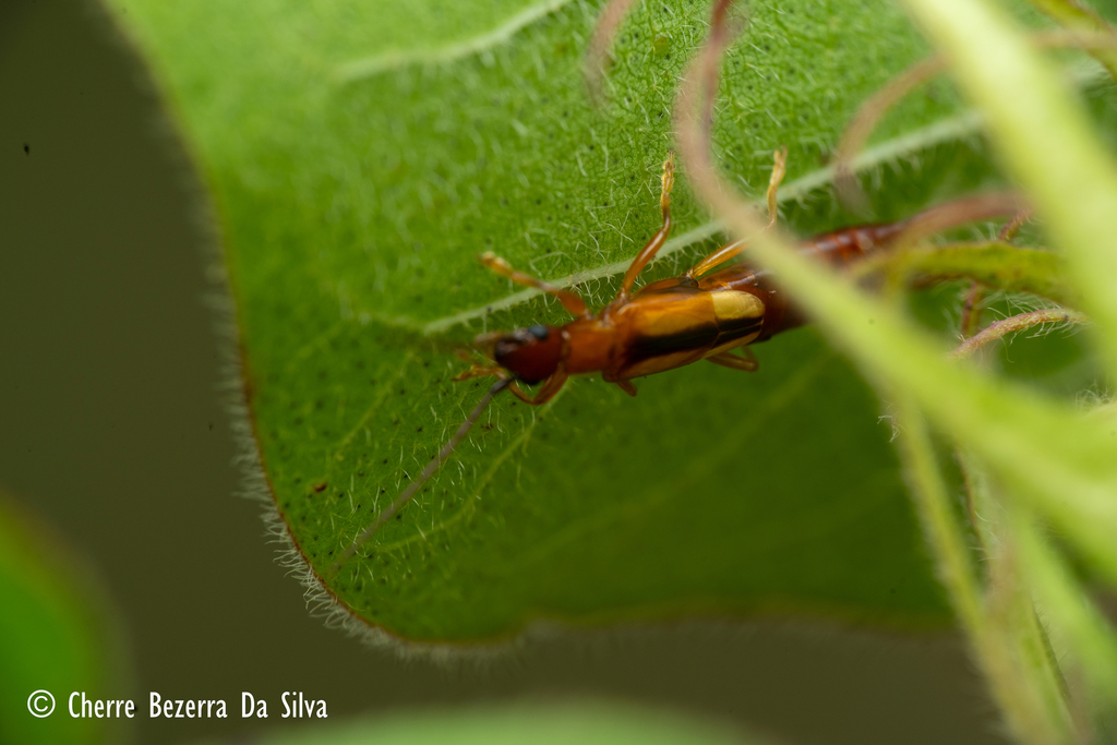 Doru lineare from Alagoa Grande - State of Paraíba, Brazil on August 9 ...