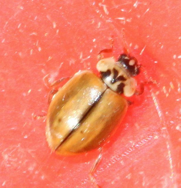 Larch Lady Beetle from Haddington, East Lothian on August 11, 2023 at ...