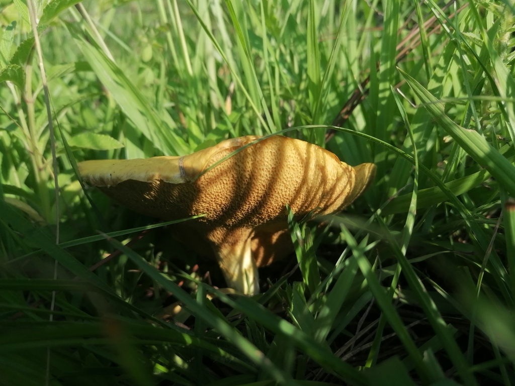 Slippery Jacks from San Pedro Cholula, Pue., México on August 7, 2023 ...