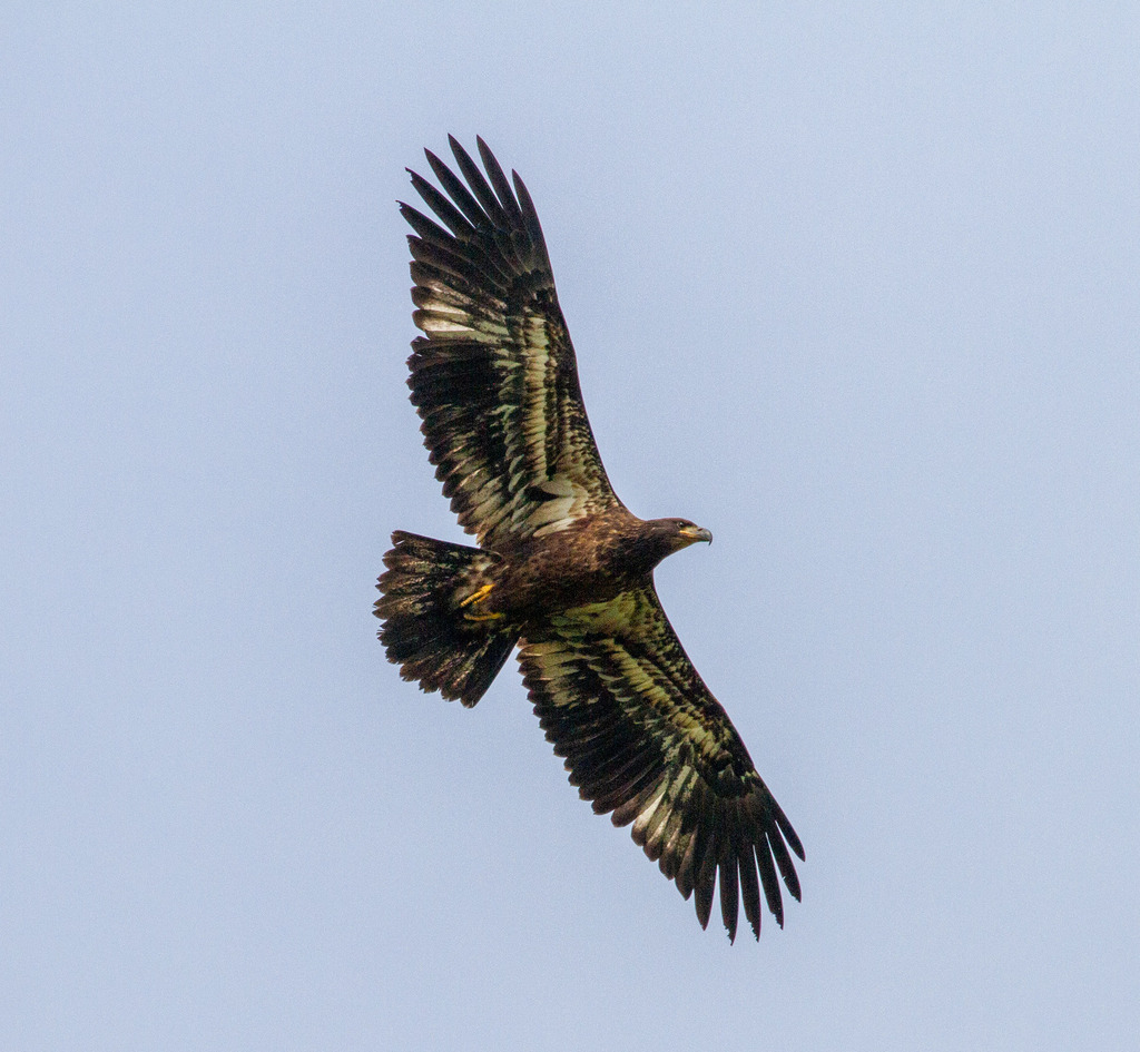 Bald Eagle from Sweet Briar Arboretum, Morton County, ND, USA on August ...