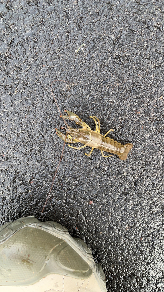Virile Crayfish from Mercer County, US-NJ, US on August 10, 2023 at 07: ...