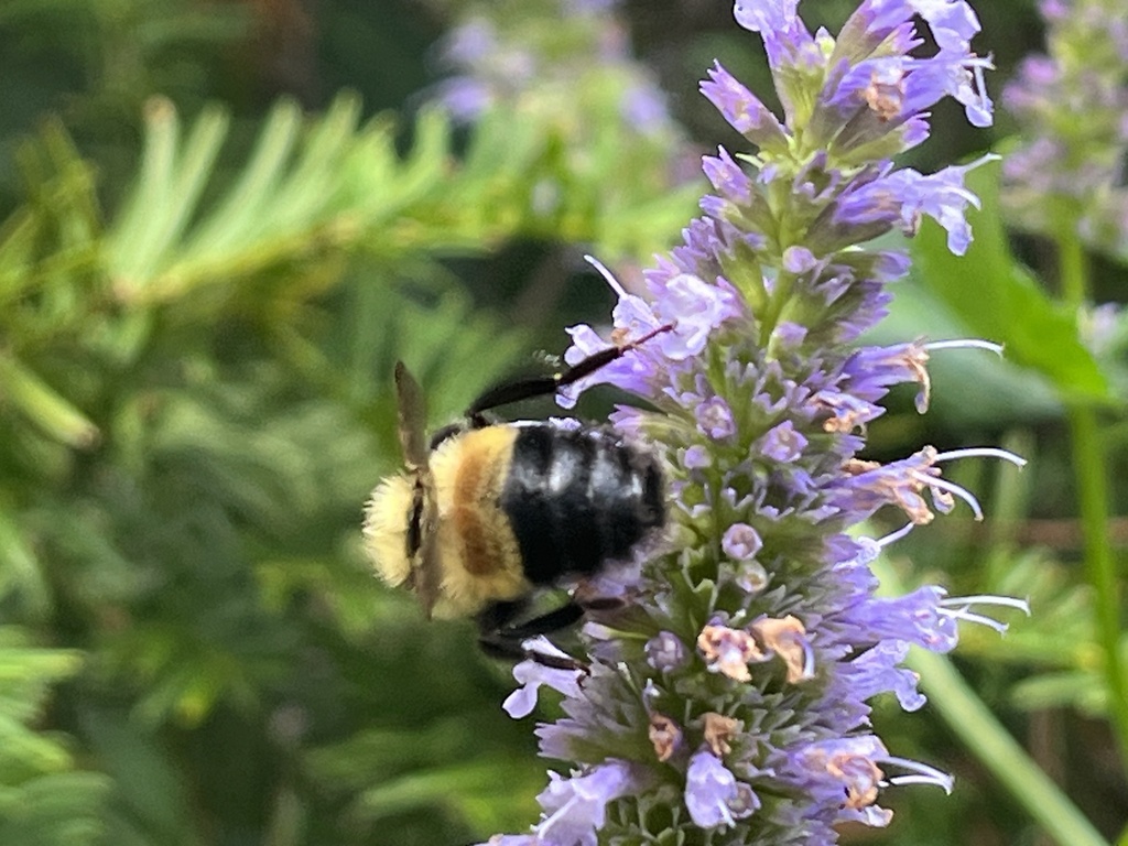 Rusty-patched Bumble Bee in August 2023 by JoeGee · iNaturalist