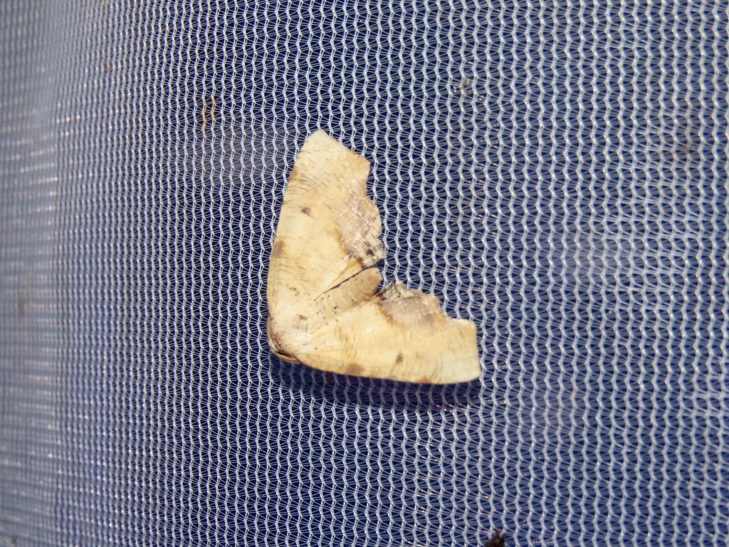 Fervid Plagodis Moth in August 2023 by Josh Emm · iNaturalist