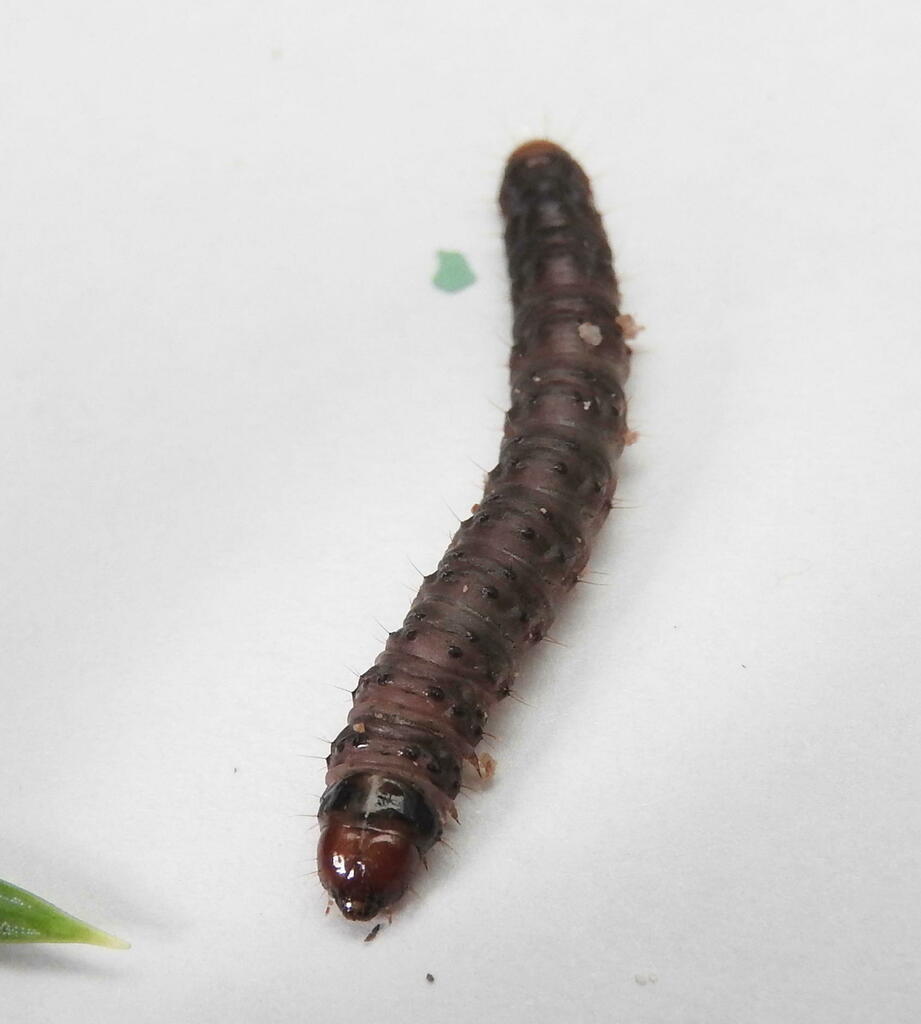 Zimmerman Pine Moth from Wines, Ann Arbor, MI, USA on June 26, 2023 at ...