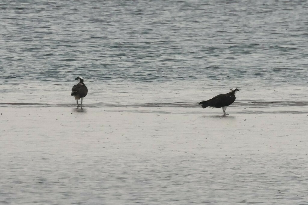 Osprey from Nova Scotia, Canada on August 11, 2023 at 11:34 AM by scaup ...