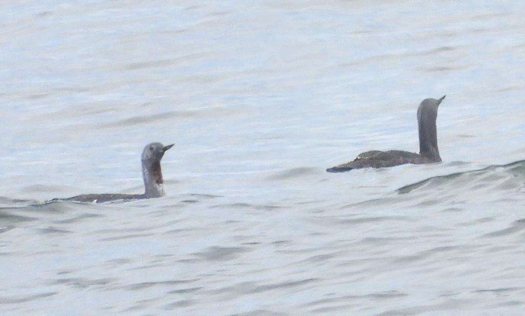 Red-throated Loon from Pacific Ocean from S Jetty on August 10, 2023 at ...