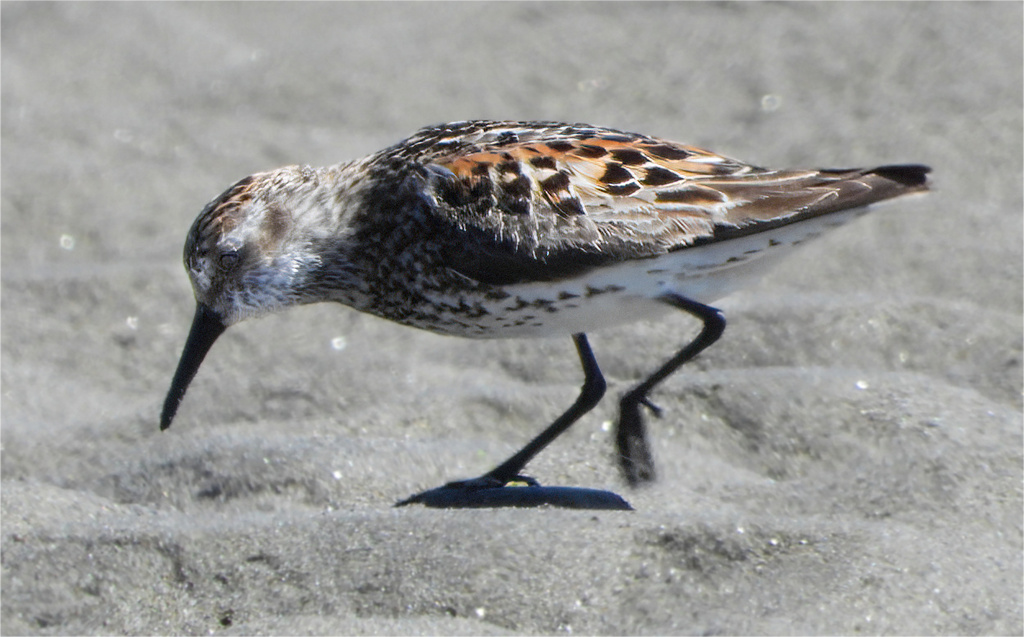 Western Sandpiper from FSSP River Beach on August 11, 2023 at 11:39 AM ...