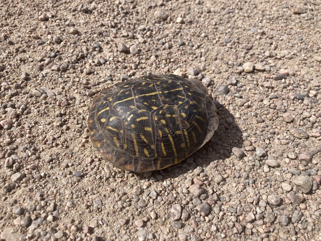 Ornate Box Turtle from W H St, Ogallala, NE, US on August 6, 2023 at 10 ...