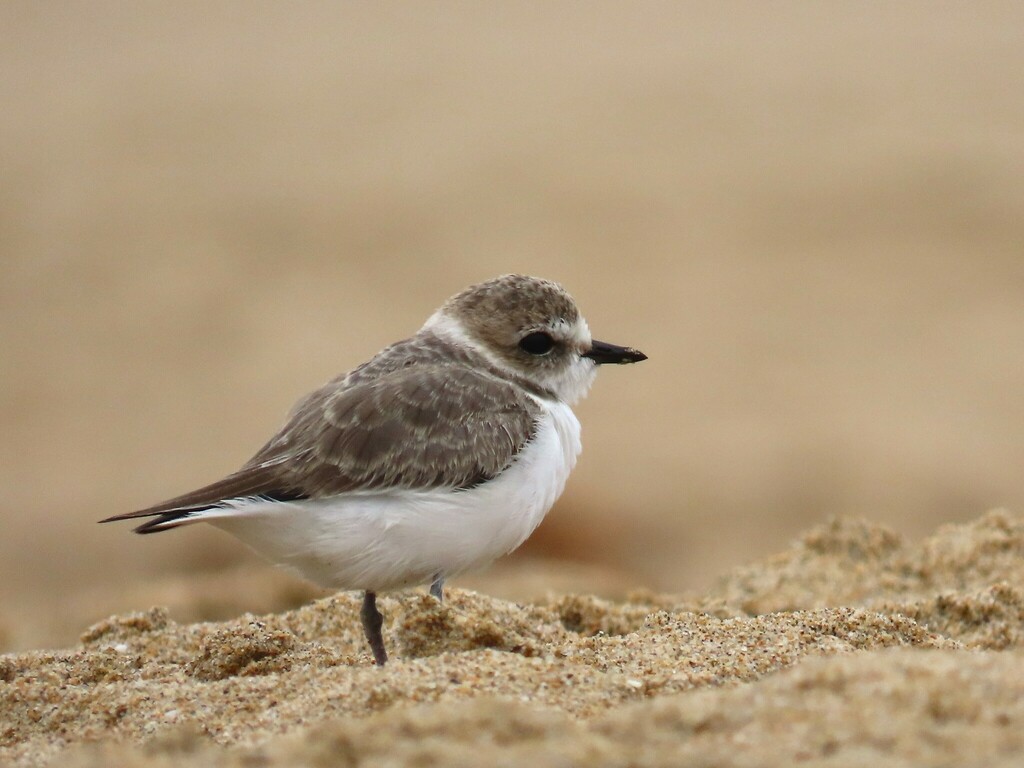 Snowy Plover in August 2023 by Melissa · iNaturalist