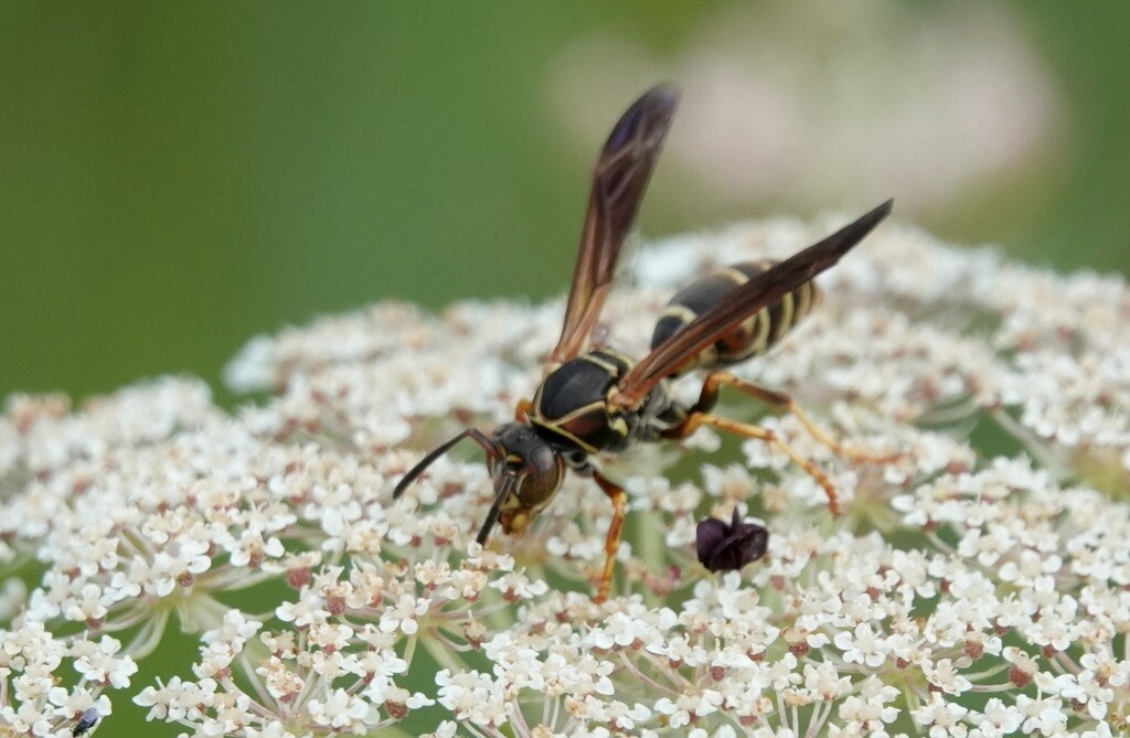Dark Paper Wasp from Rouge, Toronto, ON, Canada on August 11, 2023 at ...