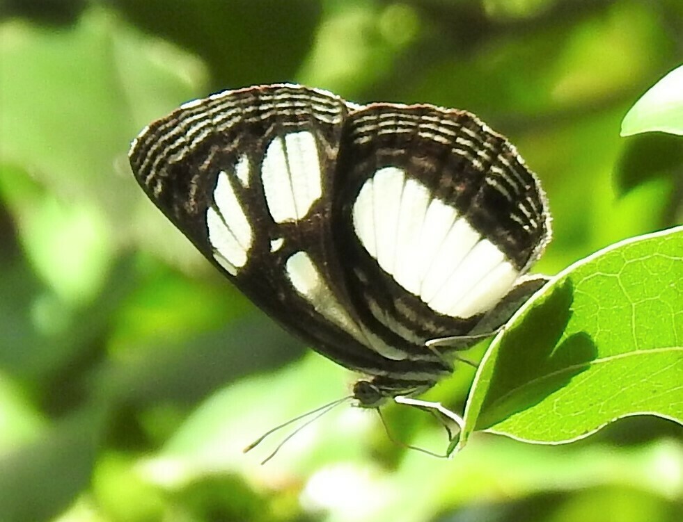 Streaked Sailer from eNkovukeni, South Africa on February 21, 2020 at ...