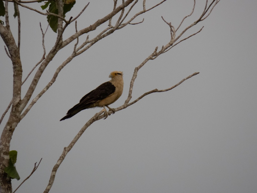 Chimachimá (DESCUBRIENDO EL MUNDO ANIMAL: Vertebrados terrestres de la ...