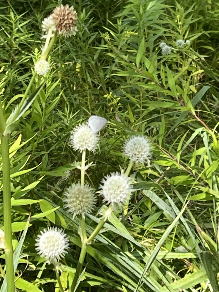 Summer Azure from Schlitz Audubon Nature Center, Bayside, WI, US on ...