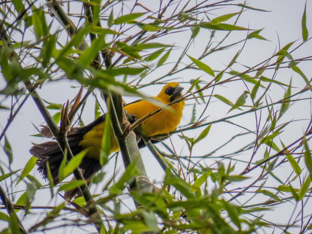 Turpial lagunero (DESCUBRIENDO EL MUNDO ANIMAL: Vertebrados terrestres ...
