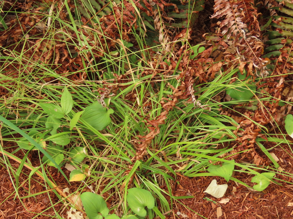 slender-footed sedge from Lincoln County, OR, USA on August 9, 2023 at ...