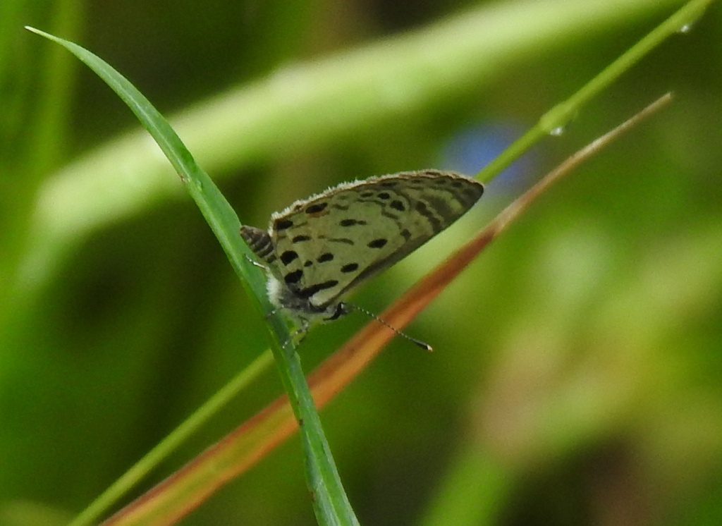 Pale Babul Blue from eNkovukeni, South Africa on February 23, 2020 at ...