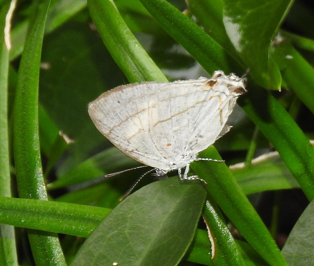 Hypolycaena buxtoni buxtoni from eNkovukeni, South Africa on February ...