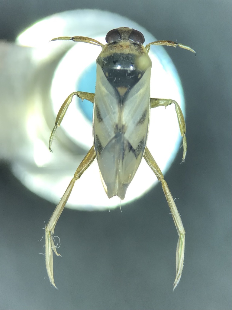 Grousewinged Backswimmer from Ch du Roy, St-Augustin-de-Desmaures, QC ...