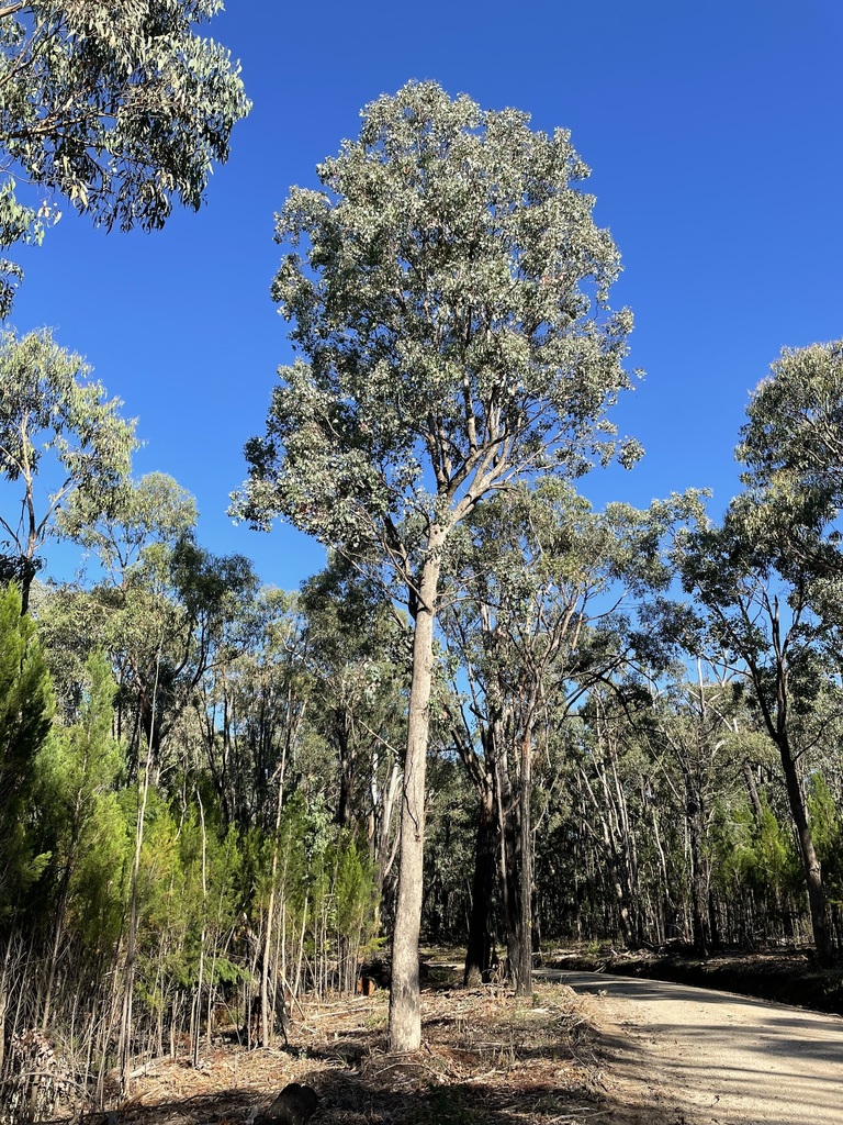 Red Box from Beechworth VIC 3747, Australia on January 31, 2022 at 08: ...
