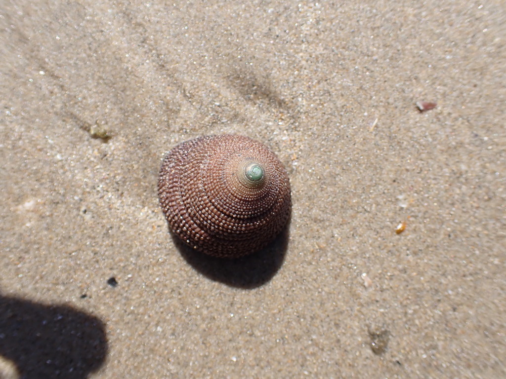 Clanculus maugeri from Woody Head NSW 2466, Australia on August 11 ...