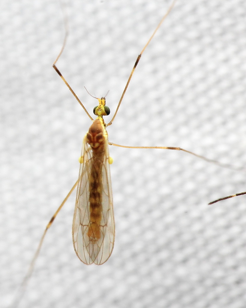 Gonomyia sulphurella from Oak Ridges Trailhead, Richmond Hill, ON ...