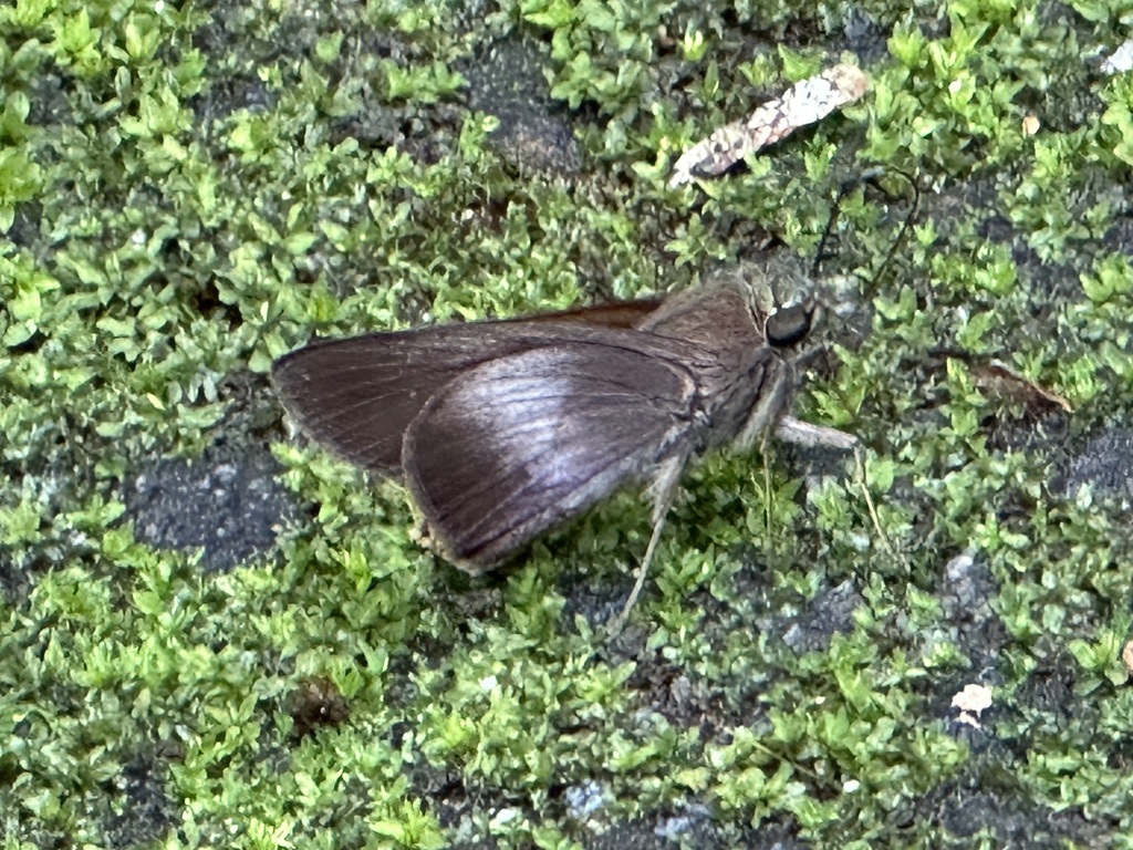 Purple Swift from Upper Tunnel Road, Penang Hill on August 11, 2023 by ...