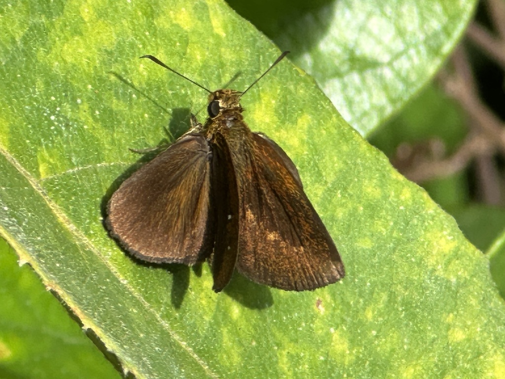 Eastern Chestnut Bob from The Habitat of Penang Hill on August 11, 2023 ...