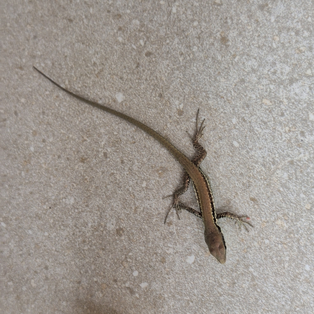 Lebanon Lizard from Engineering and Maintenance Building, Tel Aviv-Yafo ...