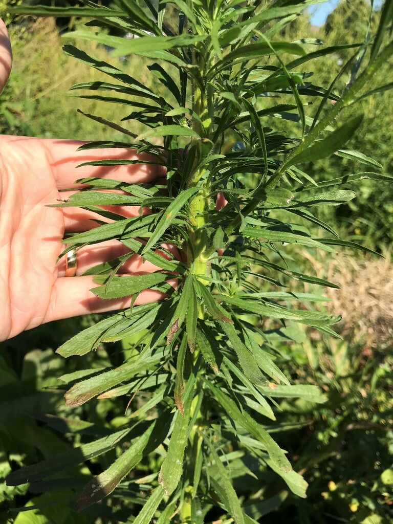 horseweed (Common Iowa Weeds) · iNaturalist