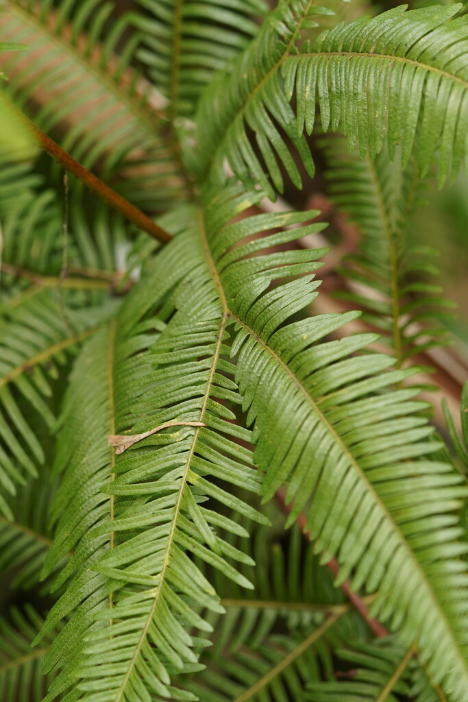 umbrella ferns from Taggerty VIC 3714, Australia on August 9, 2023 at ...