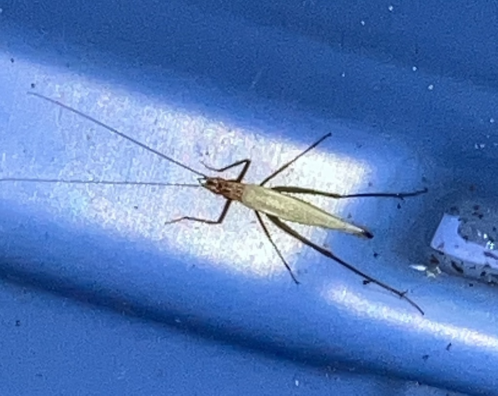 Pine Tree Cricket from Pennsylvania Ave, Apalachin, NY, US on August 11 ...