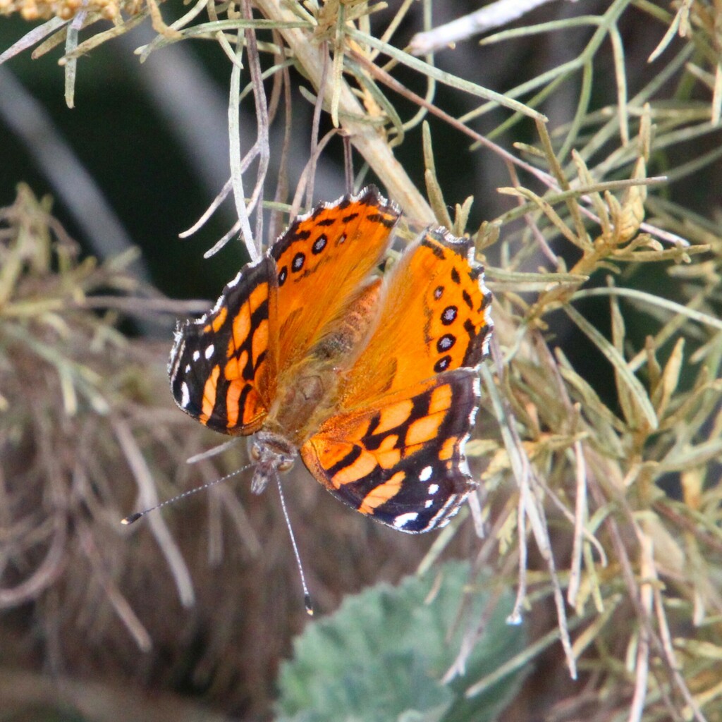 West Coast Lady from San Joaquin Marsh, Irvine, CA 92612, USA on August ...