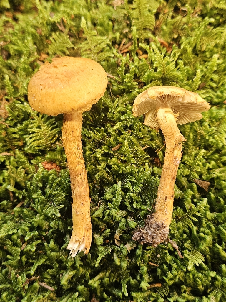 Webcaps from Canaan Heights, WV 26260, USA on August 11, 2023 at 07:00 PM by John Plischke ...